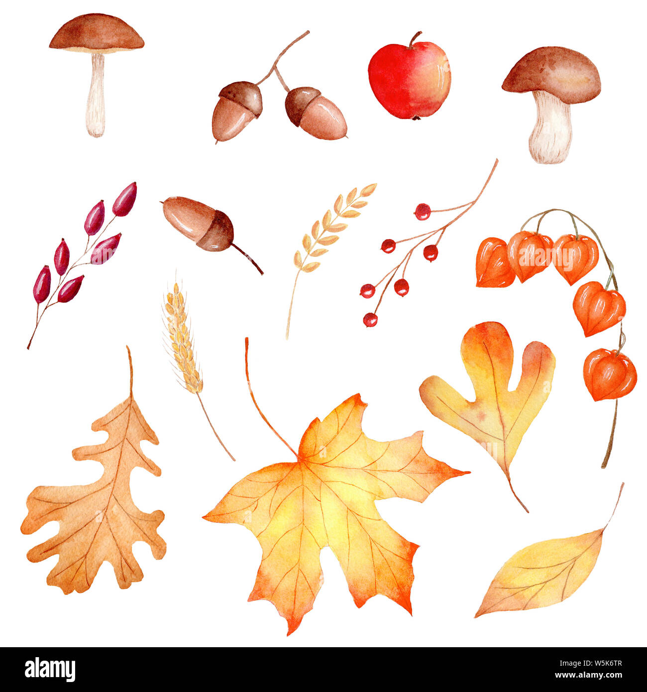 Autumn season forest flora watercolor raster illustrations set ...