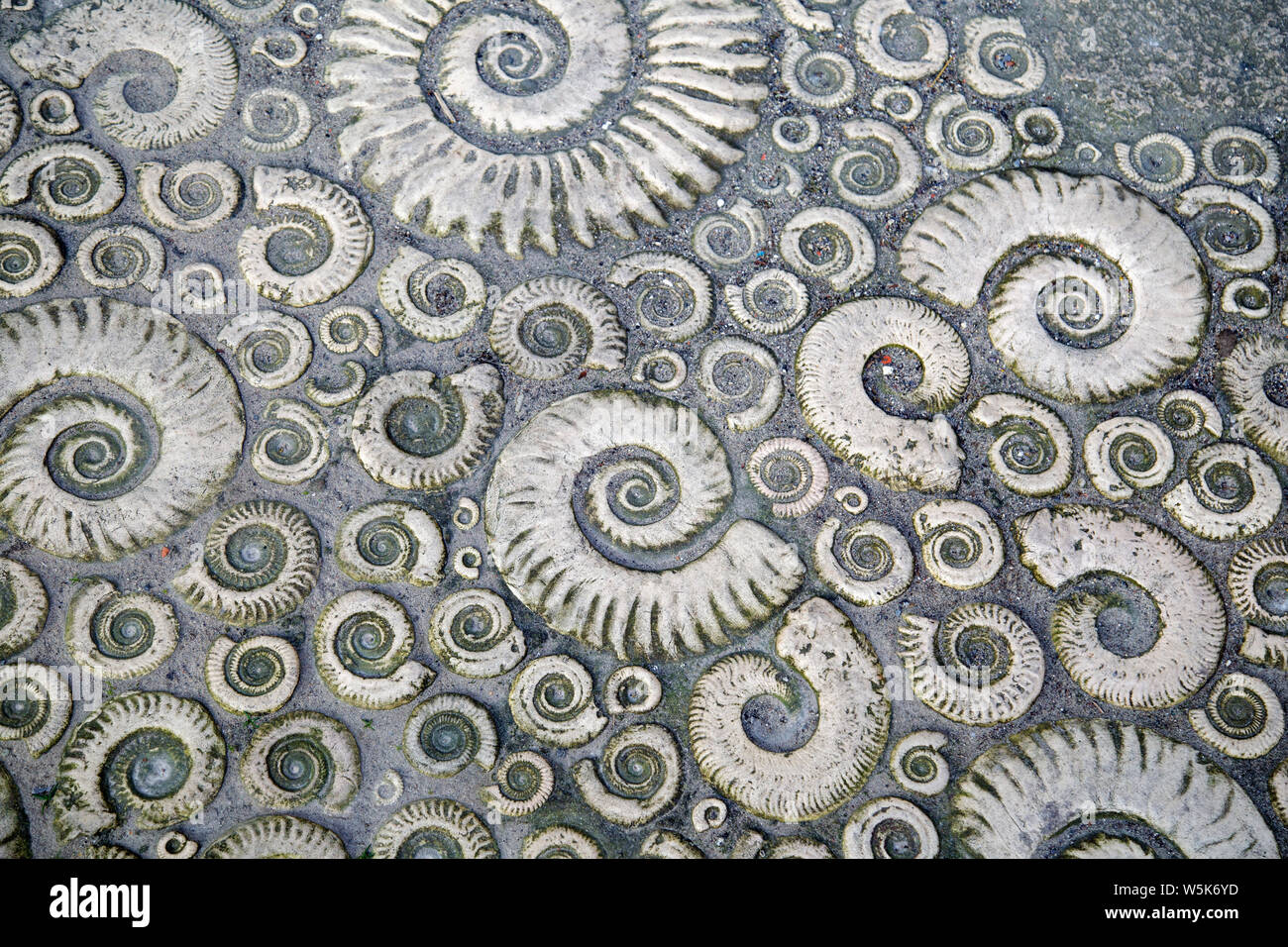 Real Ammonite fossils set into a pavement at Lyme Regis Stock Photo - Alamy