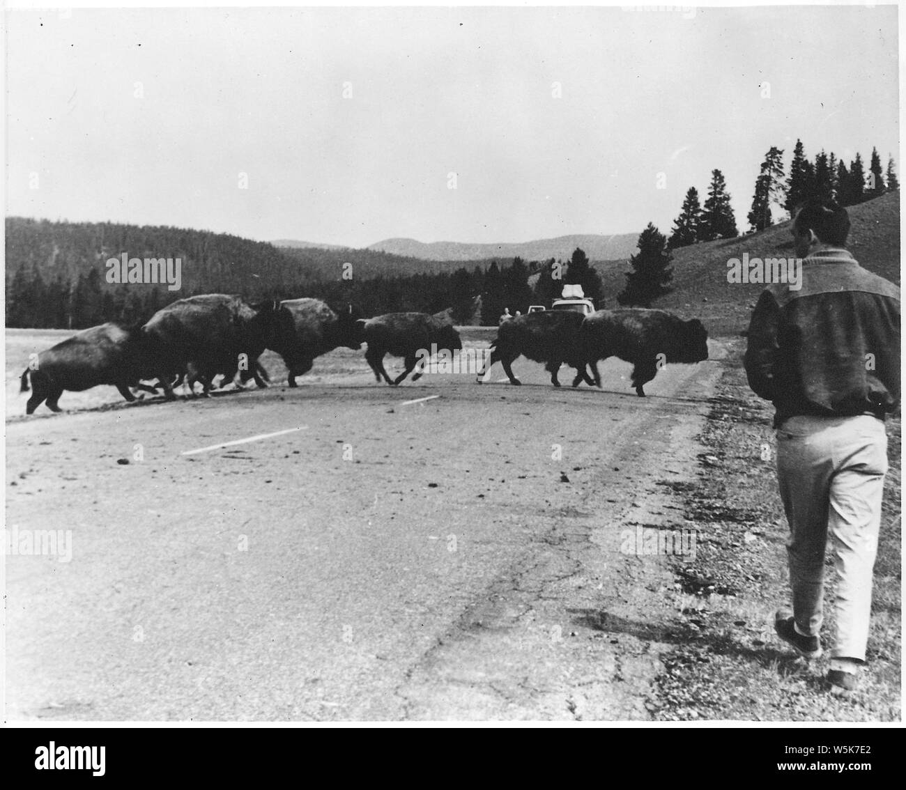 Buffalo crossing the road Stock Photo - Alamy