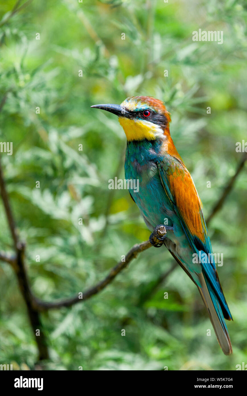 European bee-eater or Merops apiaster is sitting on a twig Stock Photo ...