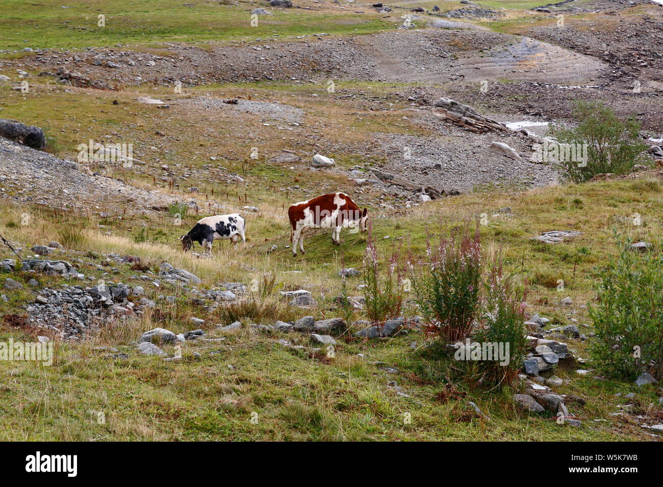 Spluegen Pass mit Stausee Monte Spluga in Italien und der Schweiz Stock ...