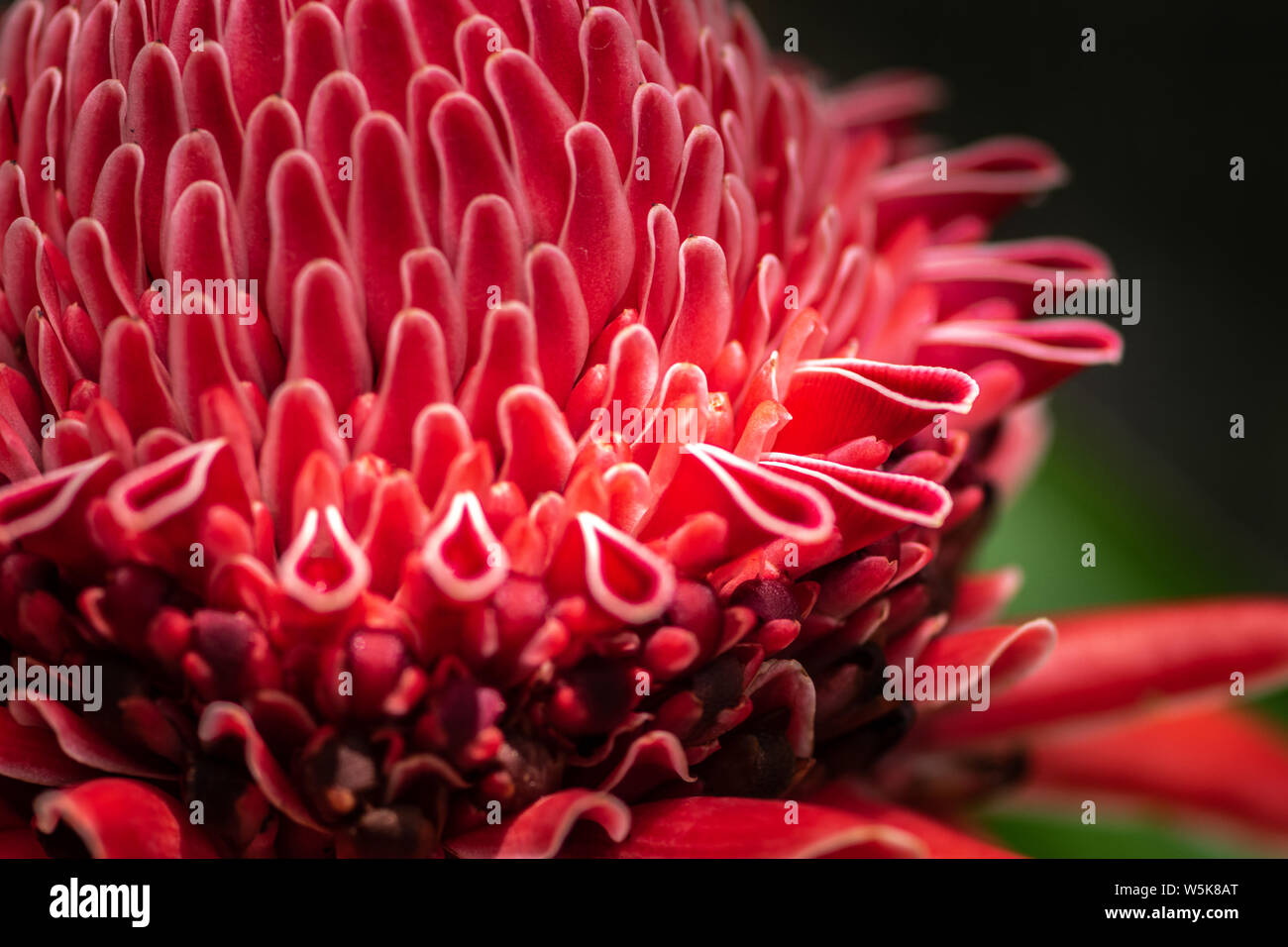 Bunga kantan hi-res stock photography and images - Alamy