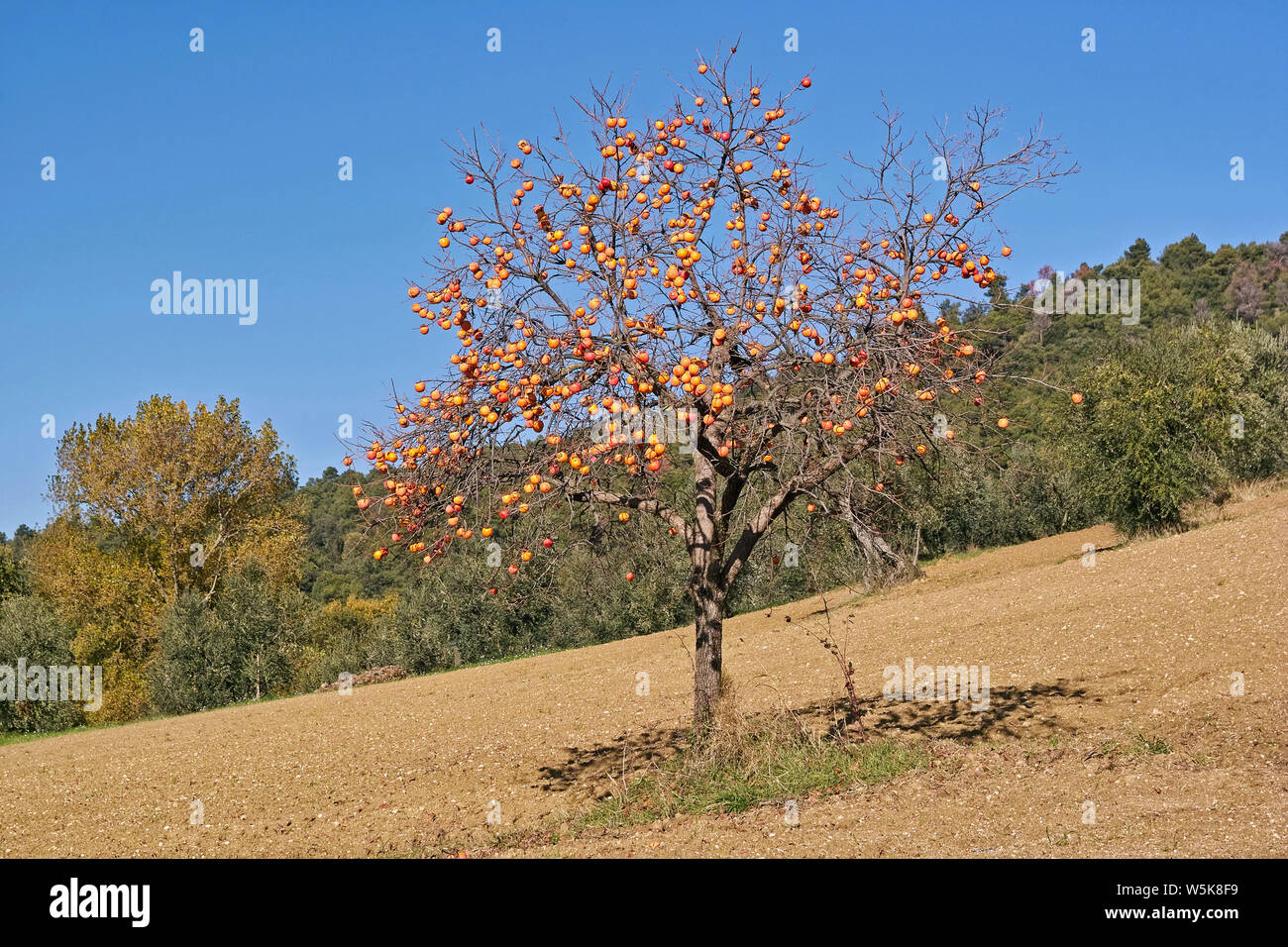 plant of persimmon full of ripe fruits Stock Photo - Alamy