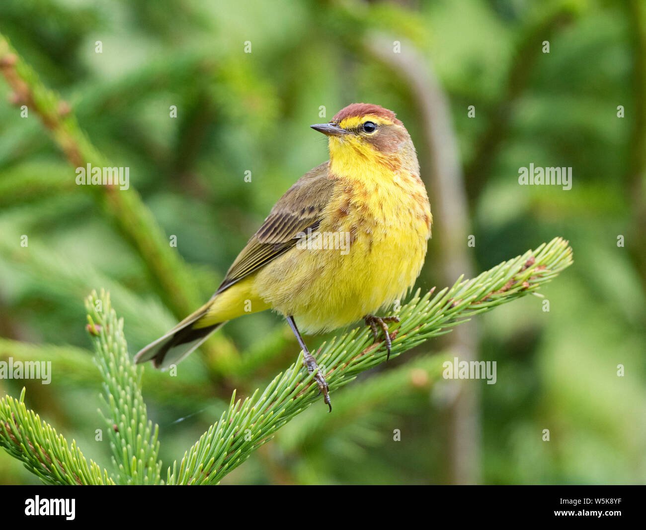 palm warbler, Setophaga palmarum, male warbler on spruce tree in spring ...