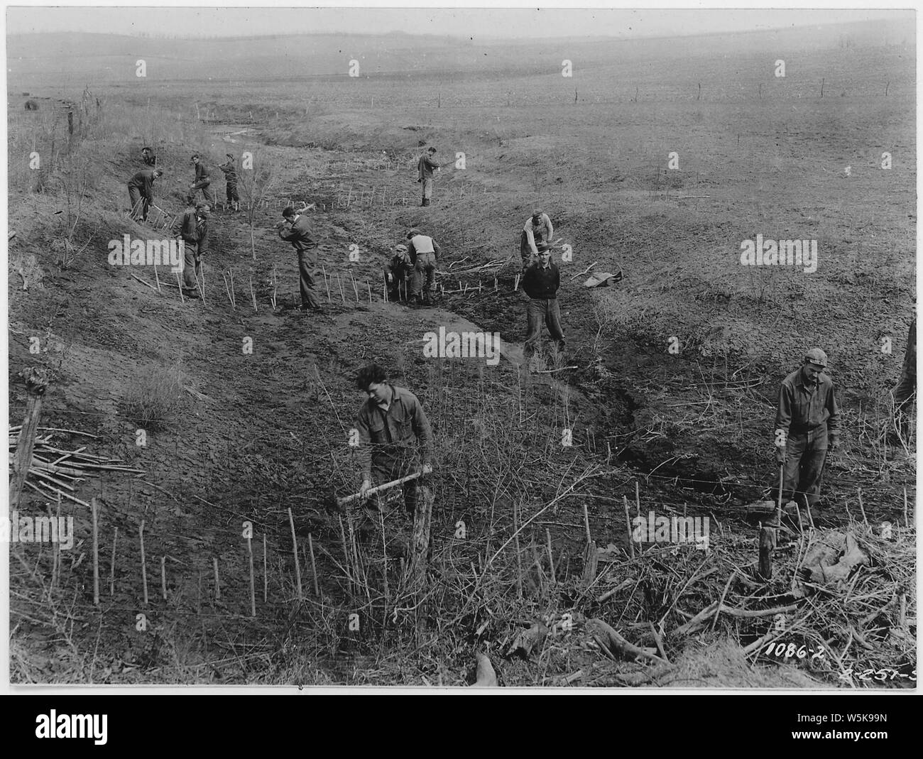 CCC workers planting willow sprouts Stock Photo - Alamy