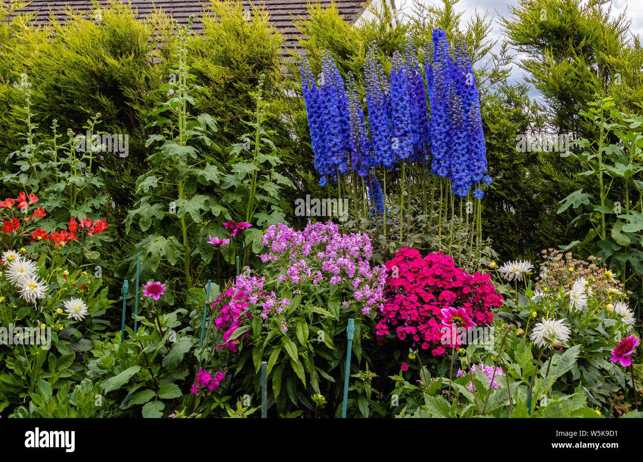 Delphiniums herbaceous border hi-res stock photography and images - Alamy