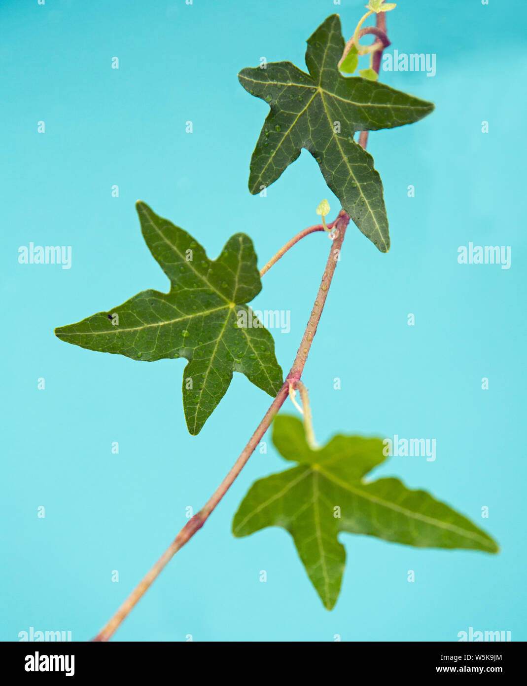 5 pointed leaves hi-res stock photography and images - Alamy