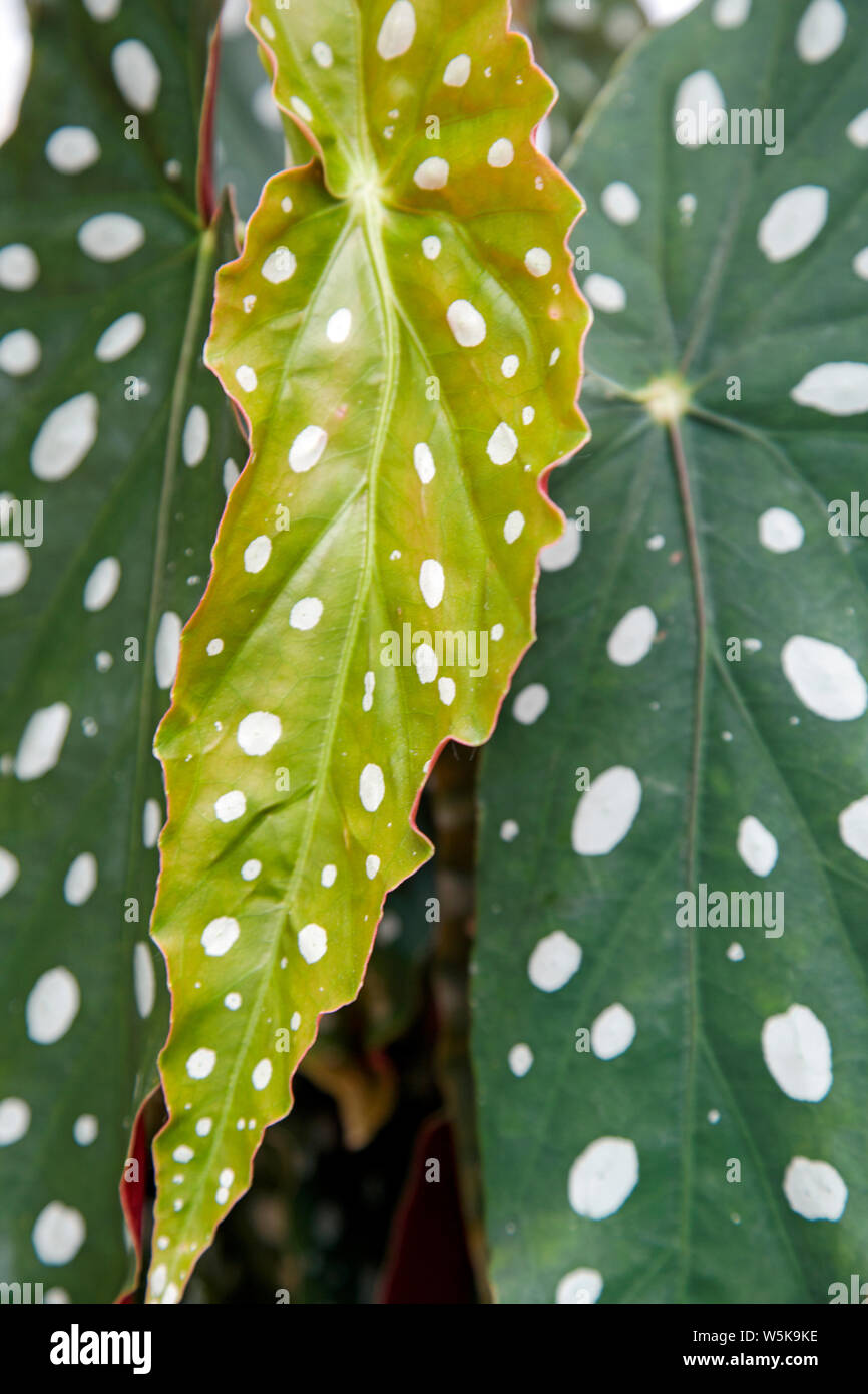 Variegated begonia leaves photographed close up as a background Stock ...