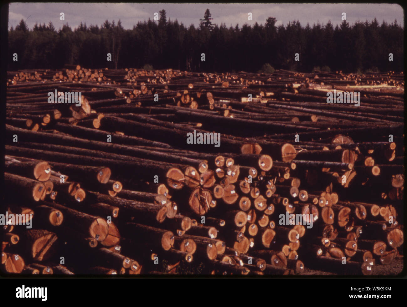 COLD DECK LOG STORAGE NEAR OLYMPIA. THIS METHOD IS PREFERRED OVER WATER ...
