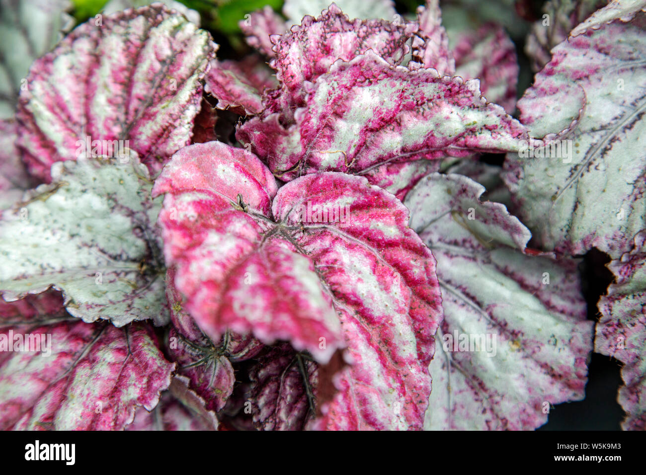 Variegated begonia leaves photographed close up as a background Stock ...