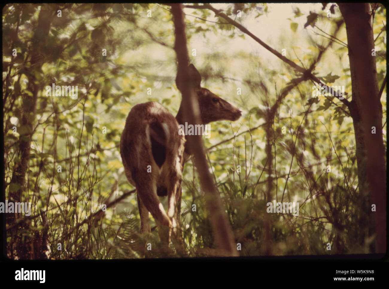 COLUMBIAN BLACKTAIL DOE BROWSING IN THE WOODS AT LARRABEE STATE PARK ON ...