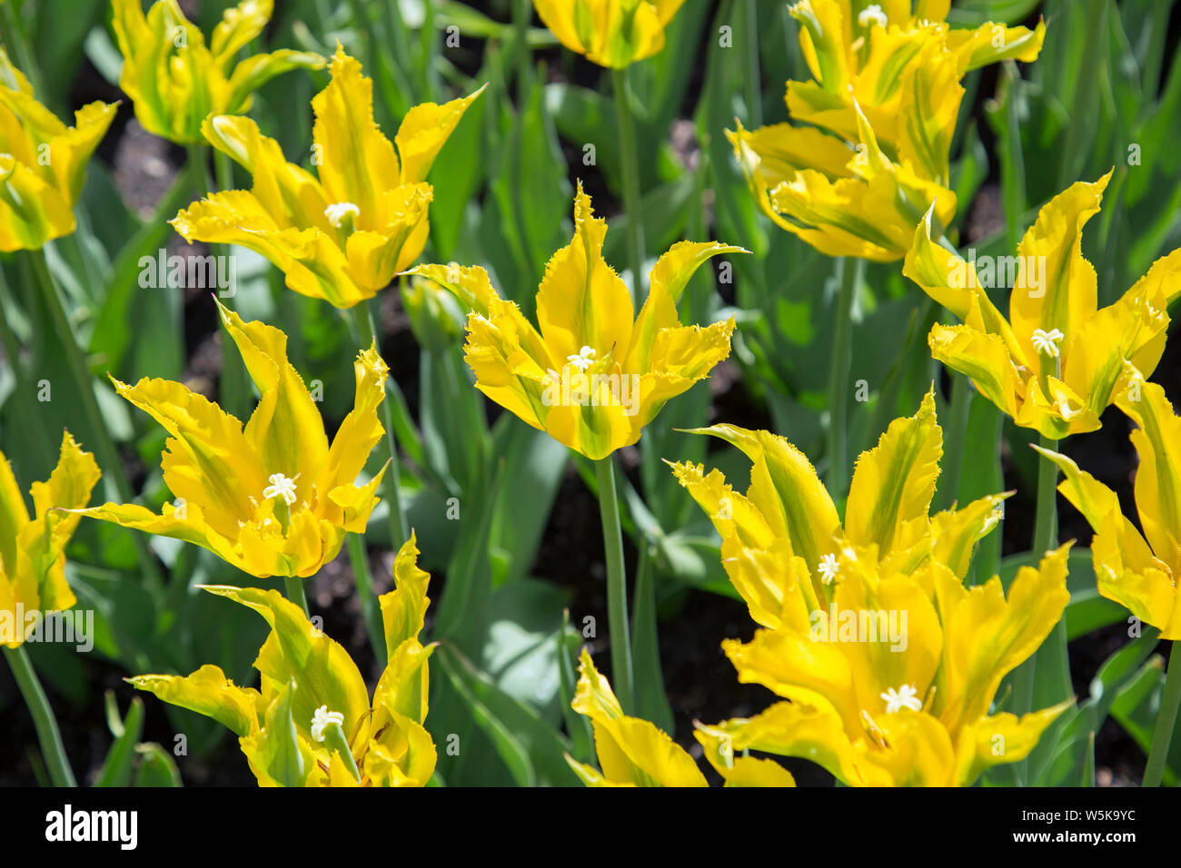 Golden splayed open tulip species shot close up Stock Photo - Alamy