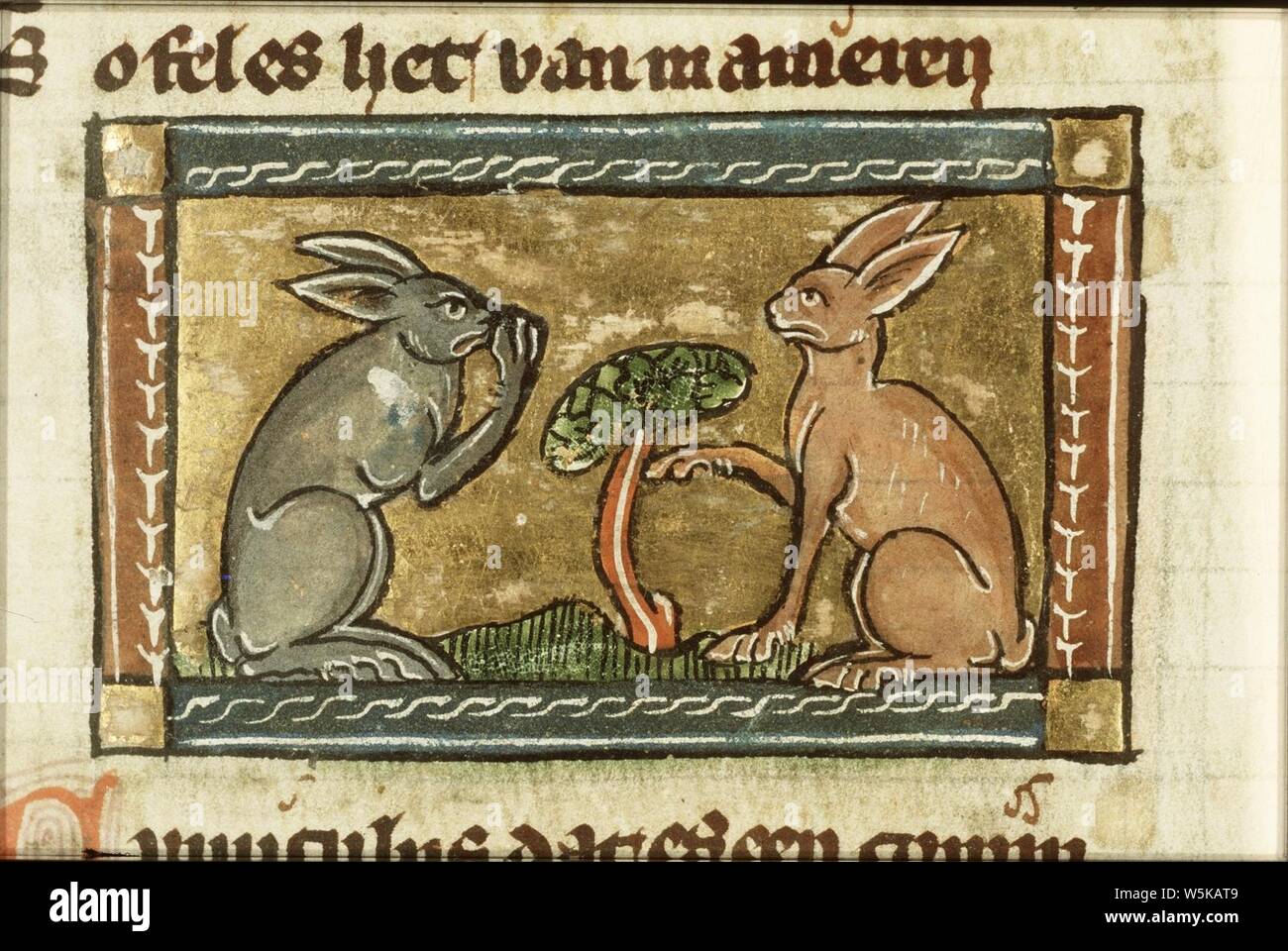 Cuniculus (rabbit) - Der naturen bloeme - Jacob van Maerlant - KB KA 16 - 053r a1 Stock Photo ...