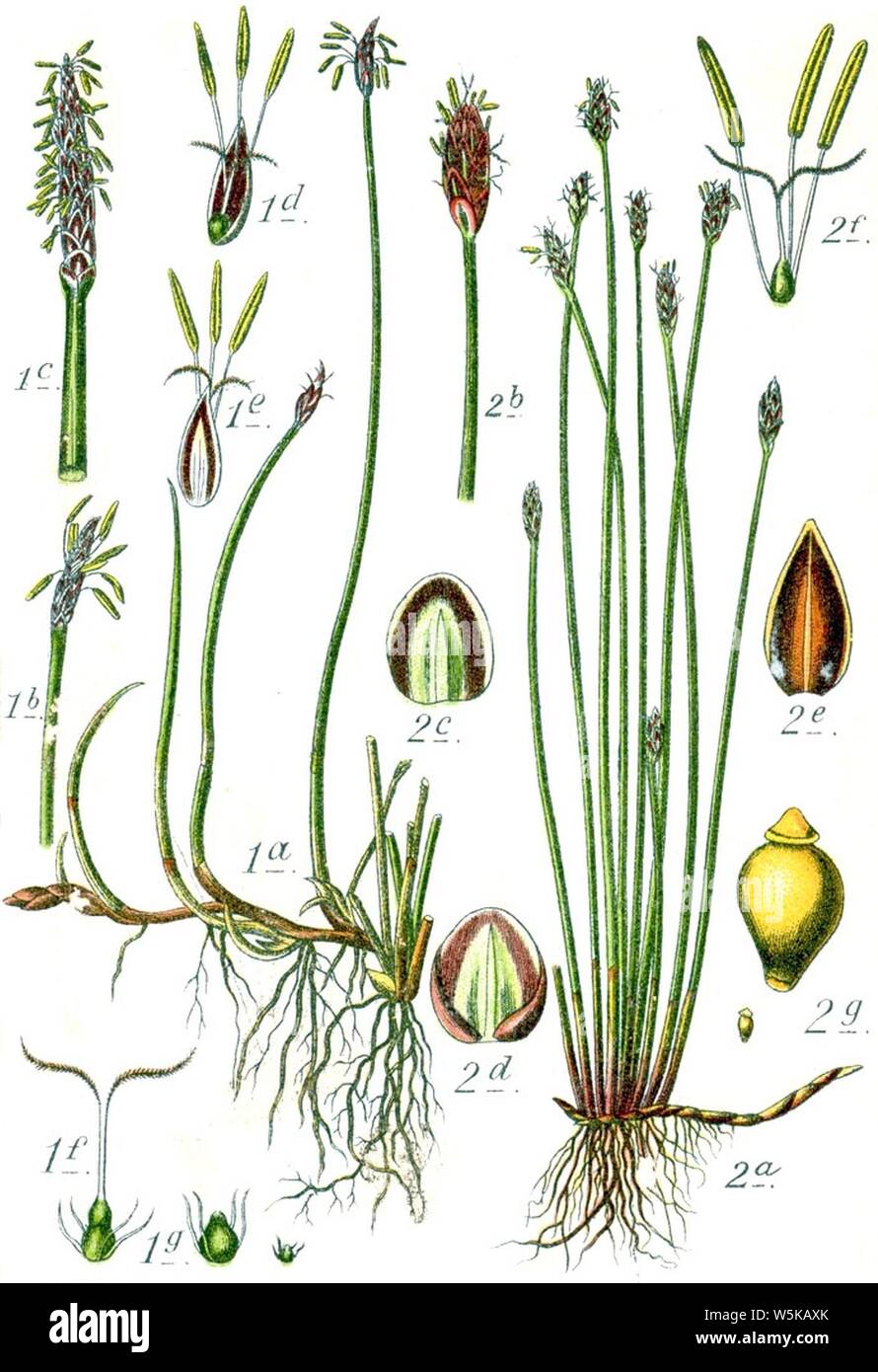 Cyperaceae, Cut Out Stock Images & Pictures - Alamy