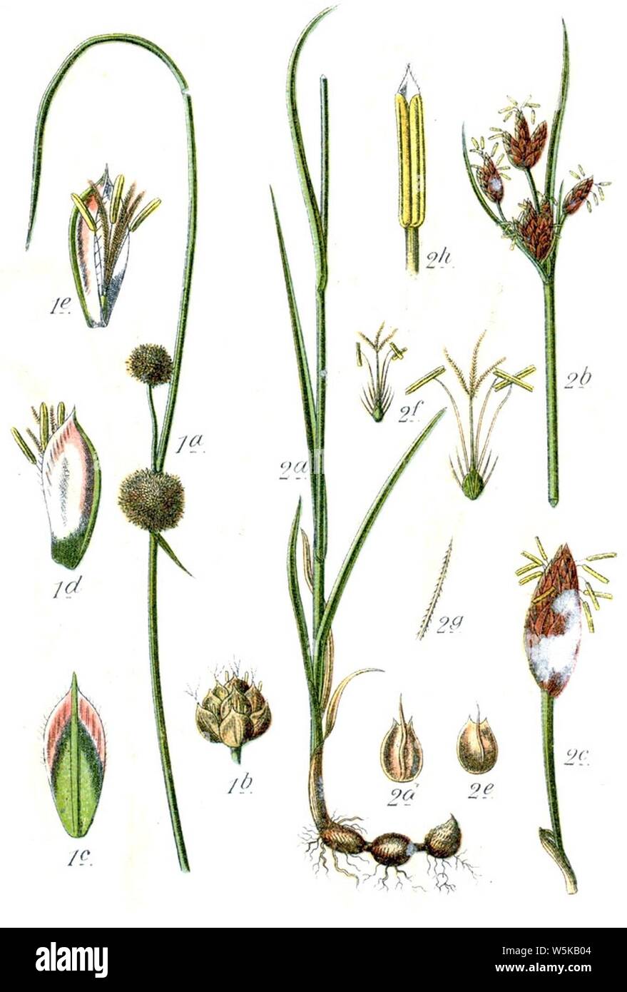 Cyperaceae, Cut Out Stock Images & Pictures - Alamy