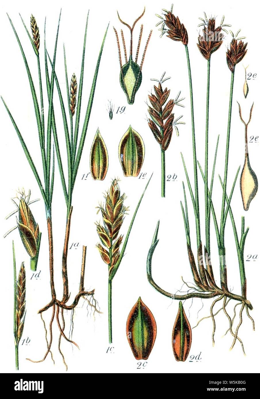 Cyperaceae spp Sturm14 Stock Photo - Alamy