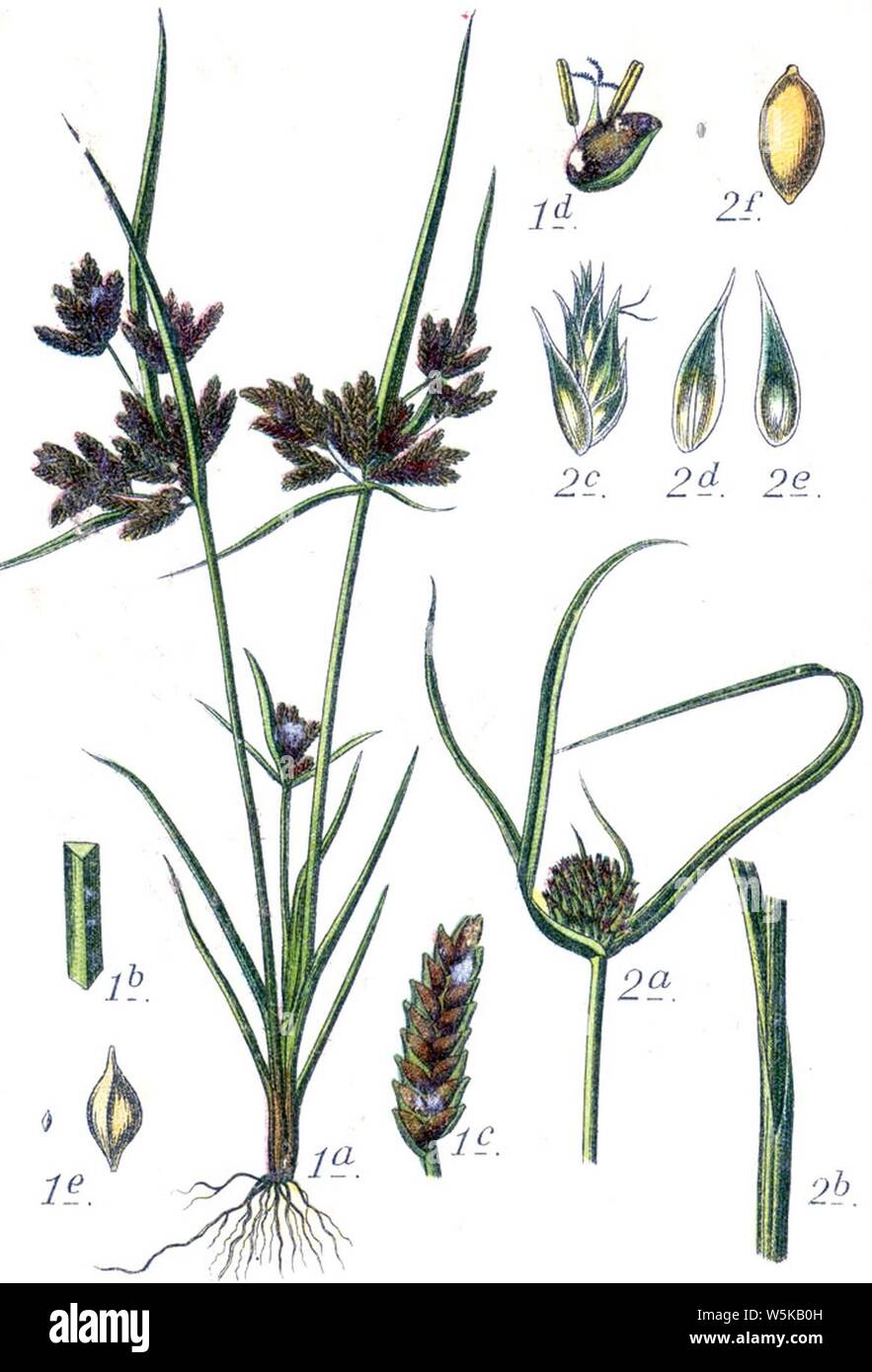 Cyperaceae spp Sturm2 Stock Photo - Alamy