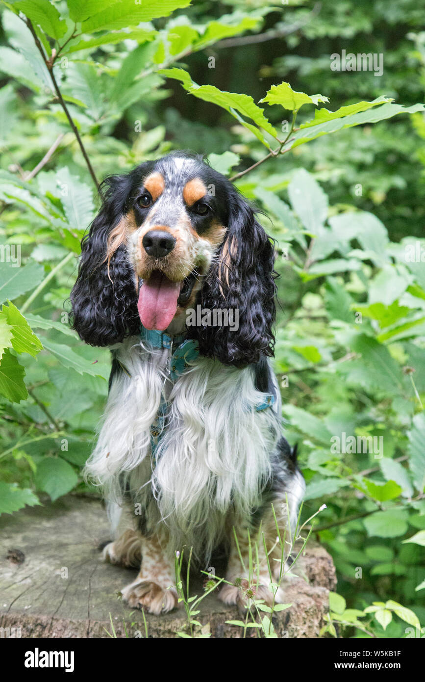 Bertie, my beautiful tricolour cocker spaniel Stock Photo - Alamy