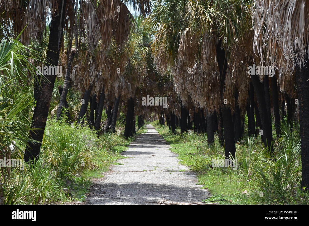 Hallway to nature Stock Photo - Alamy