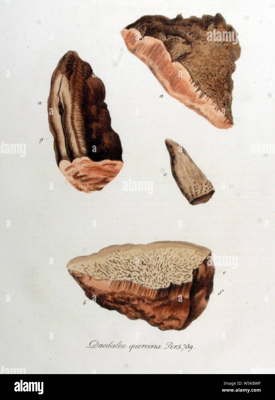 Daedalea quercina — Flora Batava — Volume v10 Stock Photo - Alamy