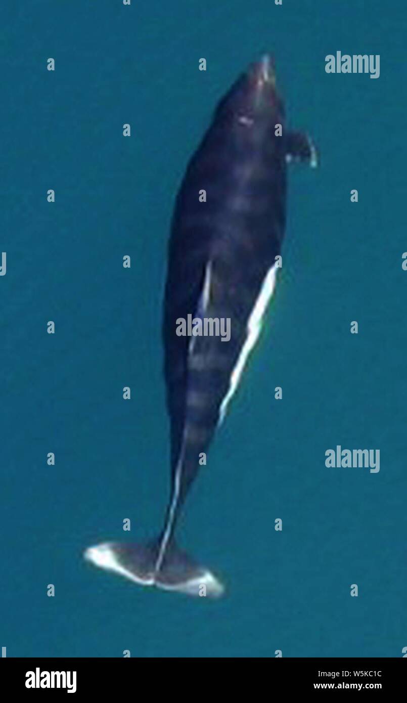 Dalls porpoise hi-res stock photography and images - Alamy