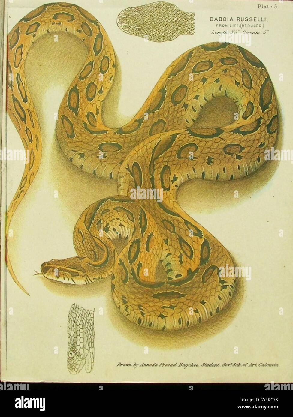 Daboia russelli hi-res stock photography and images - Alamy