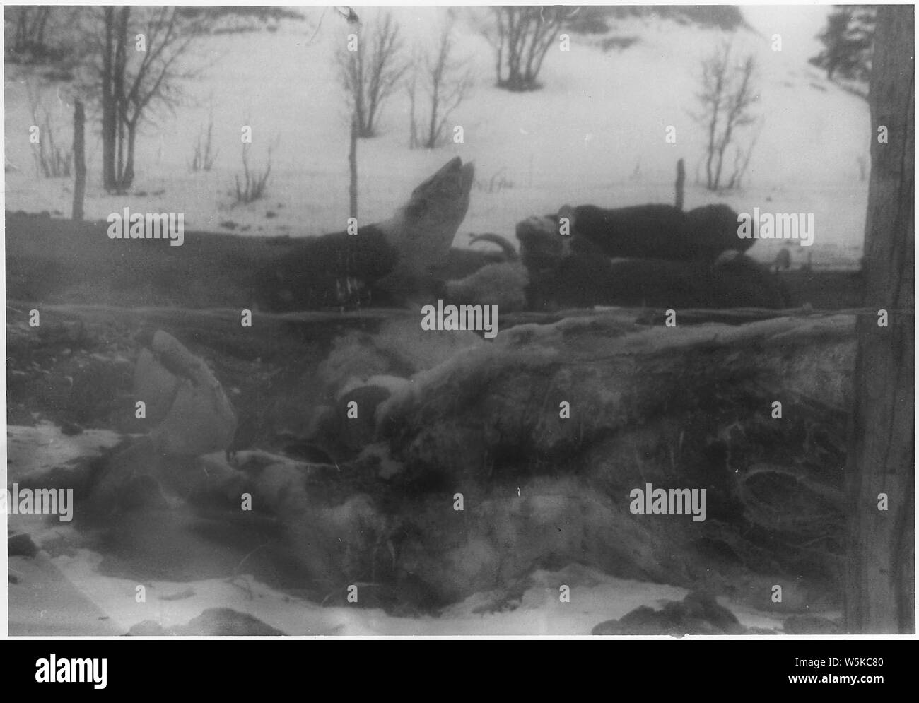 Cattle carcass frozen during harsh winter Stock Photo - Alamy