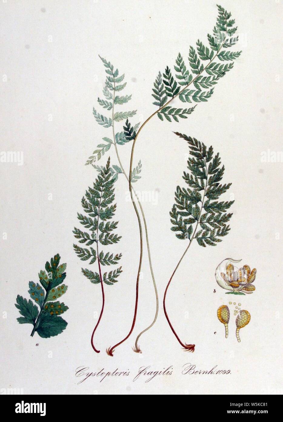 Cystopteris hi-res stock photography and images - Alamy