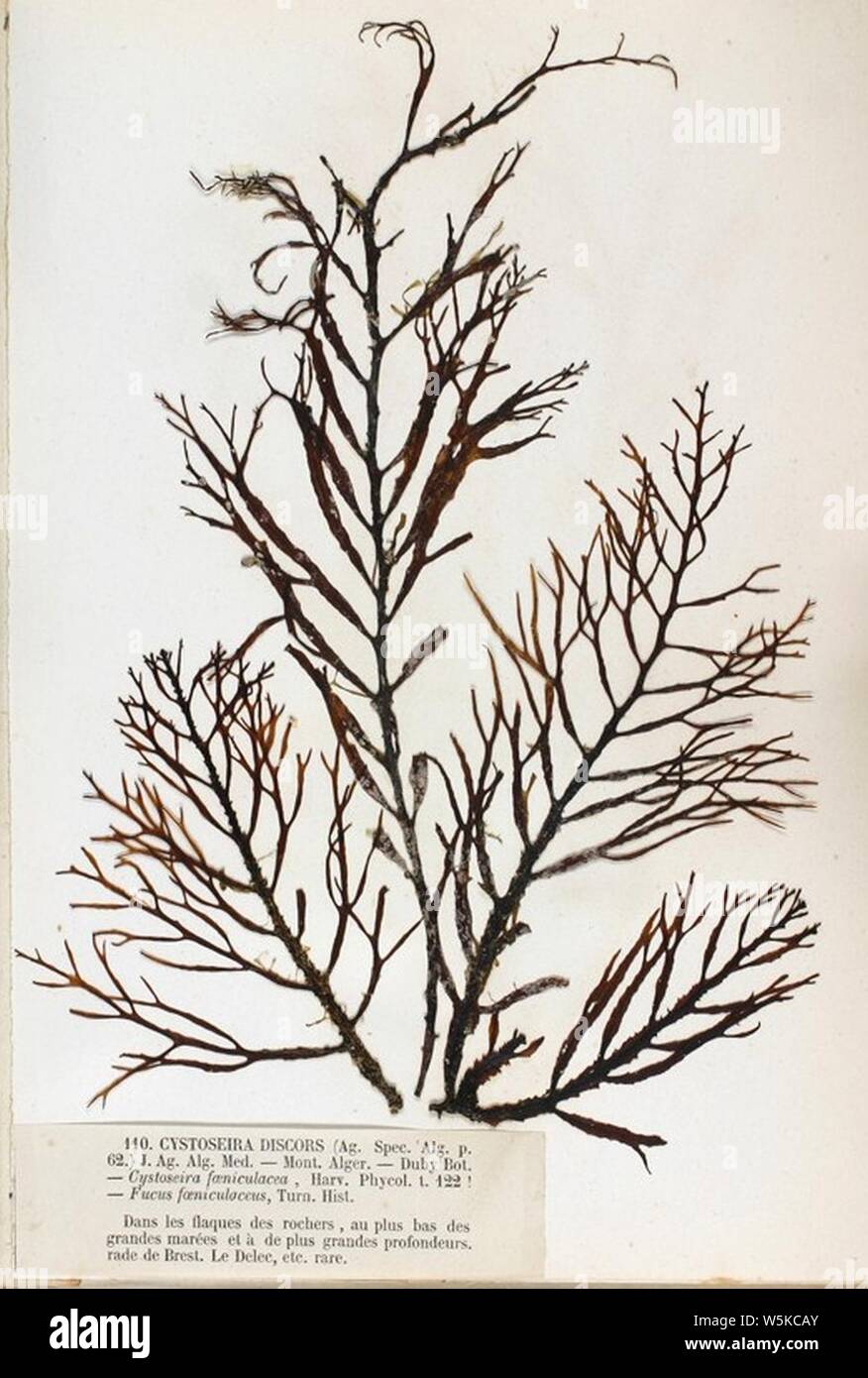 Cystoseira hi-res stock photography and images - Alamy