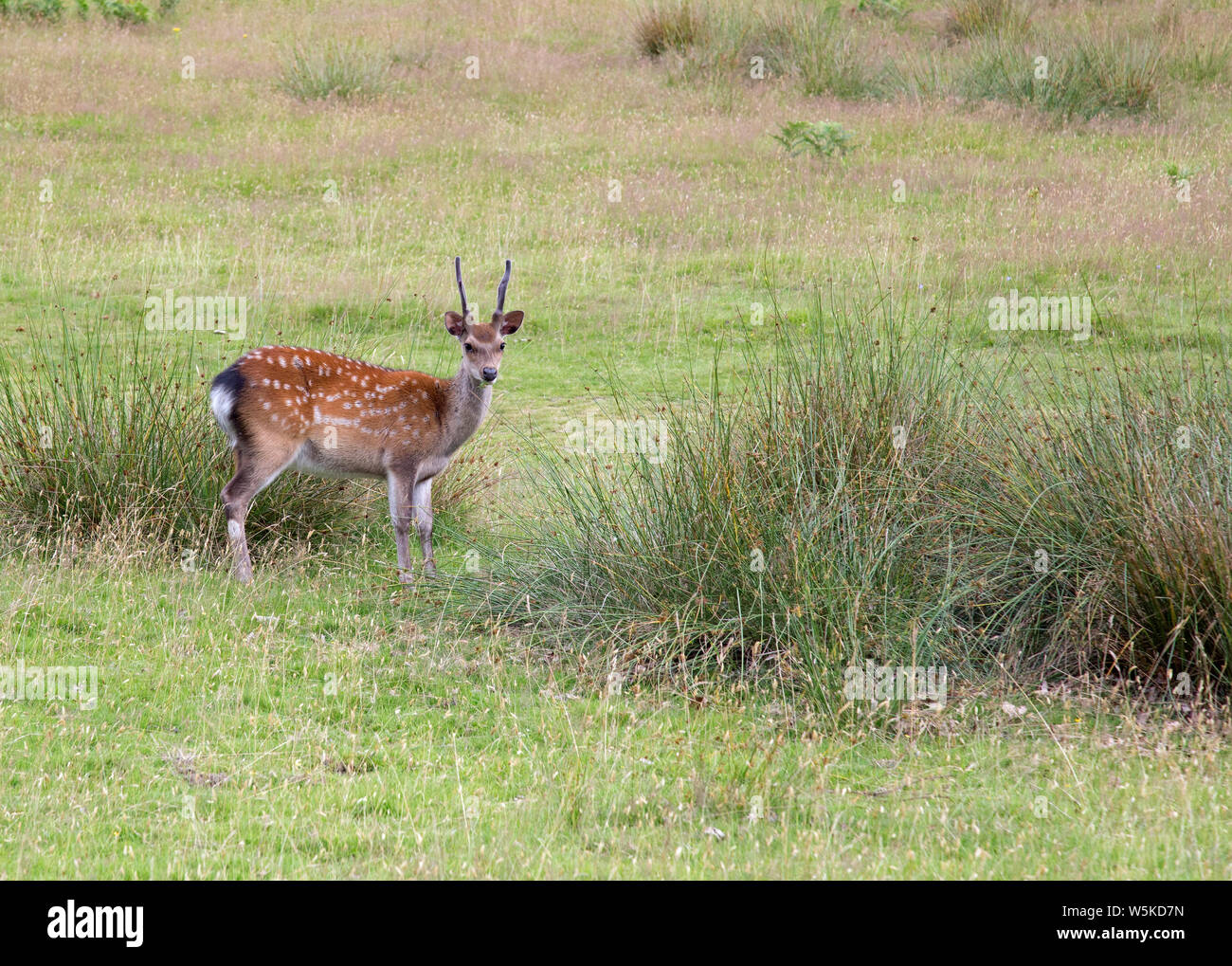 Spotted in open country hi-res stock photography and images - Alamy