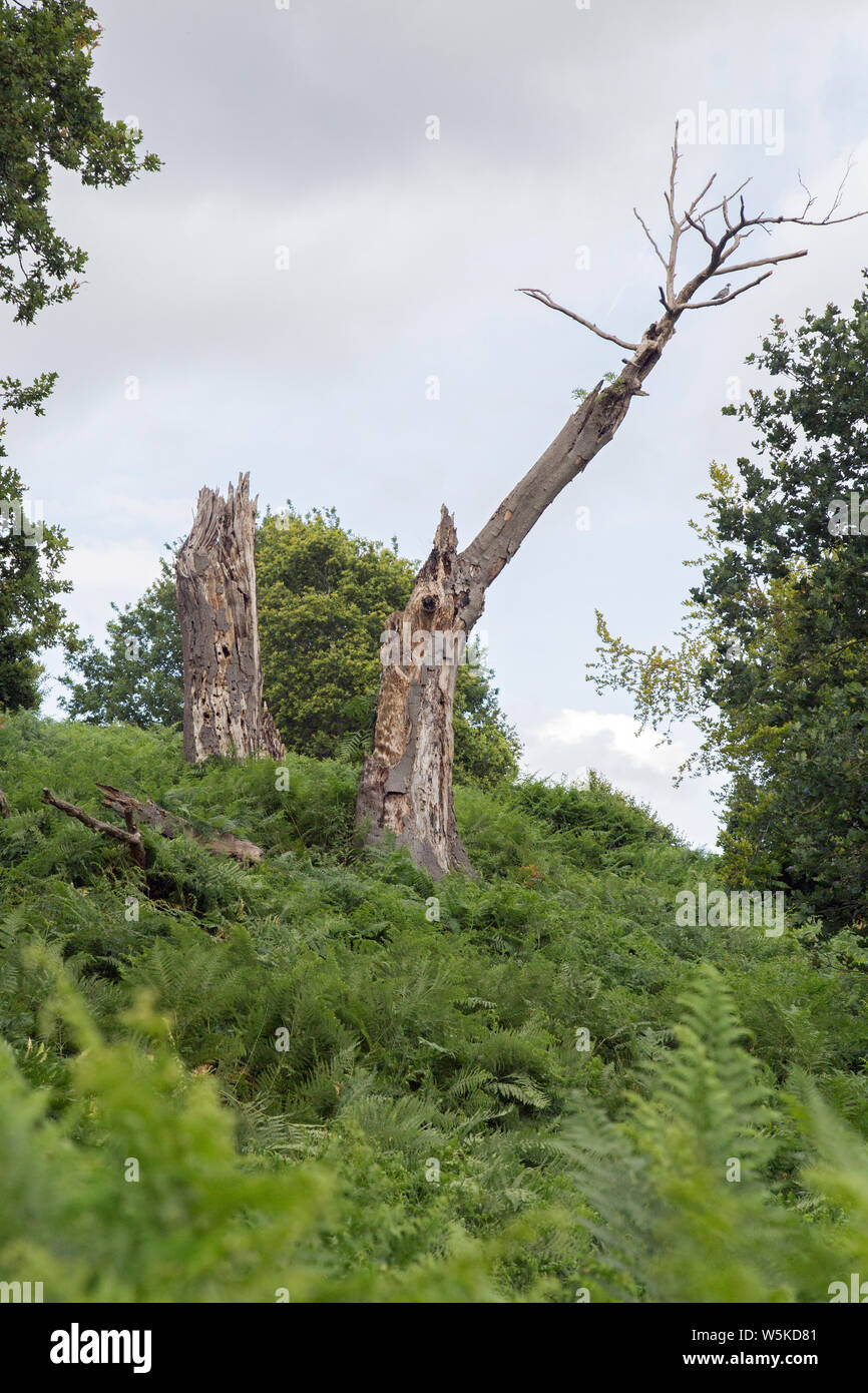 A dead tree pointing to the sky Stock Photo - Alamy