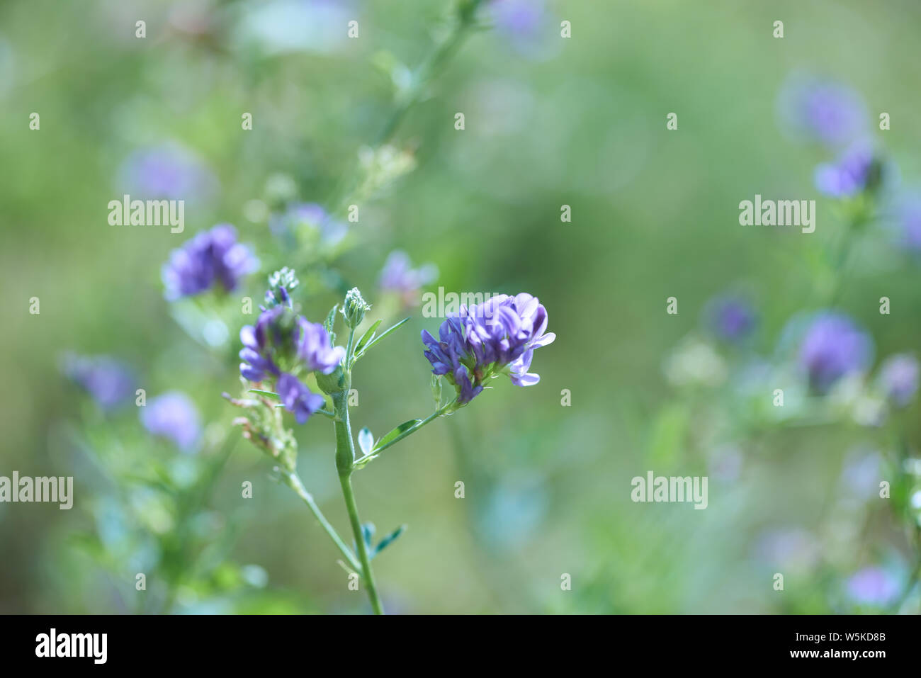 Flowers in meadow. Close up Stock Photo - Alamy