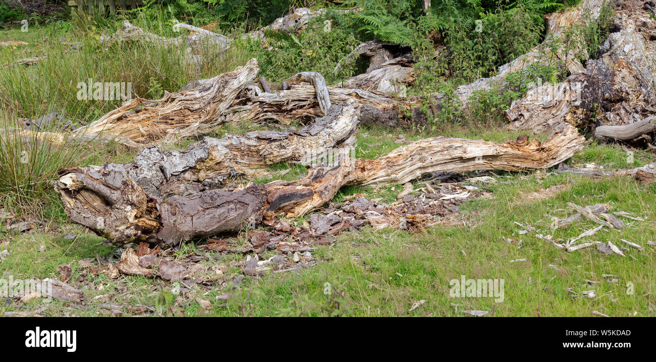 Dead and decaying fallen trees hi-res stock photography and images - Alamy