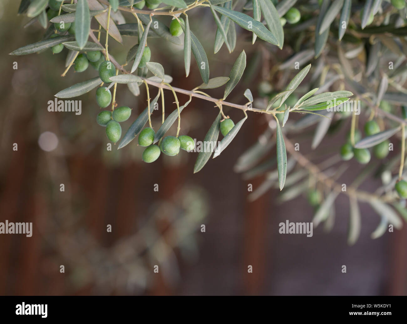 Dove with olive branch hi-res stock photography and images - Alamy
