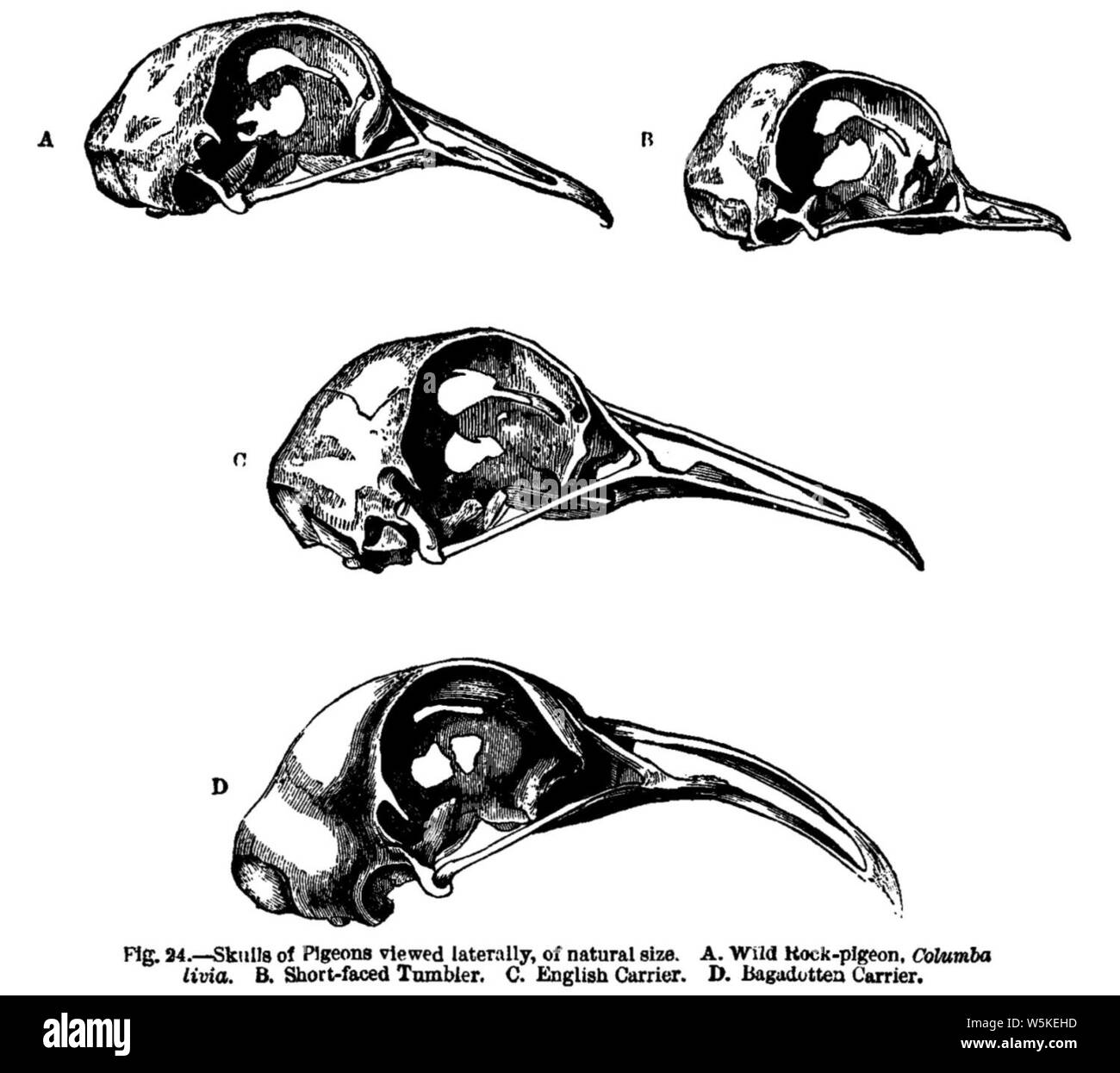 Darwin pigeon skulls Stock Photo - Alamy