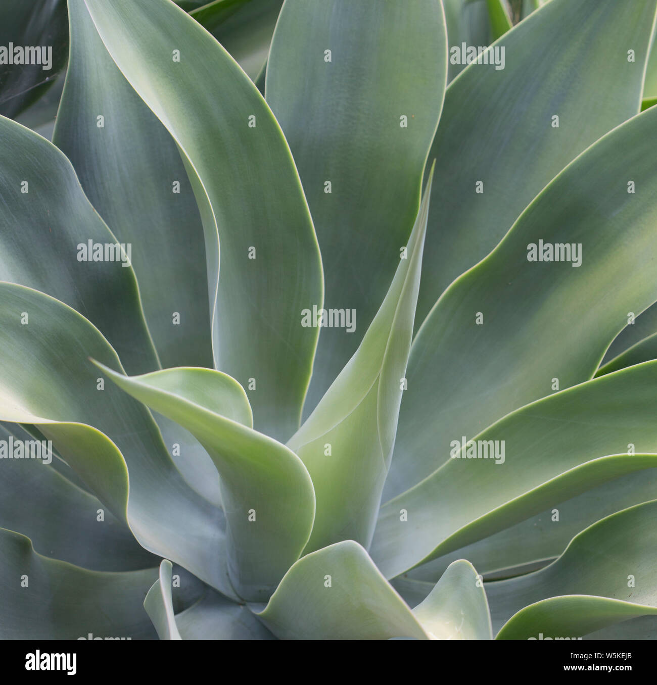 Agave attenuata - center of a Foxtail Agave plant Stock Photo - Alamy