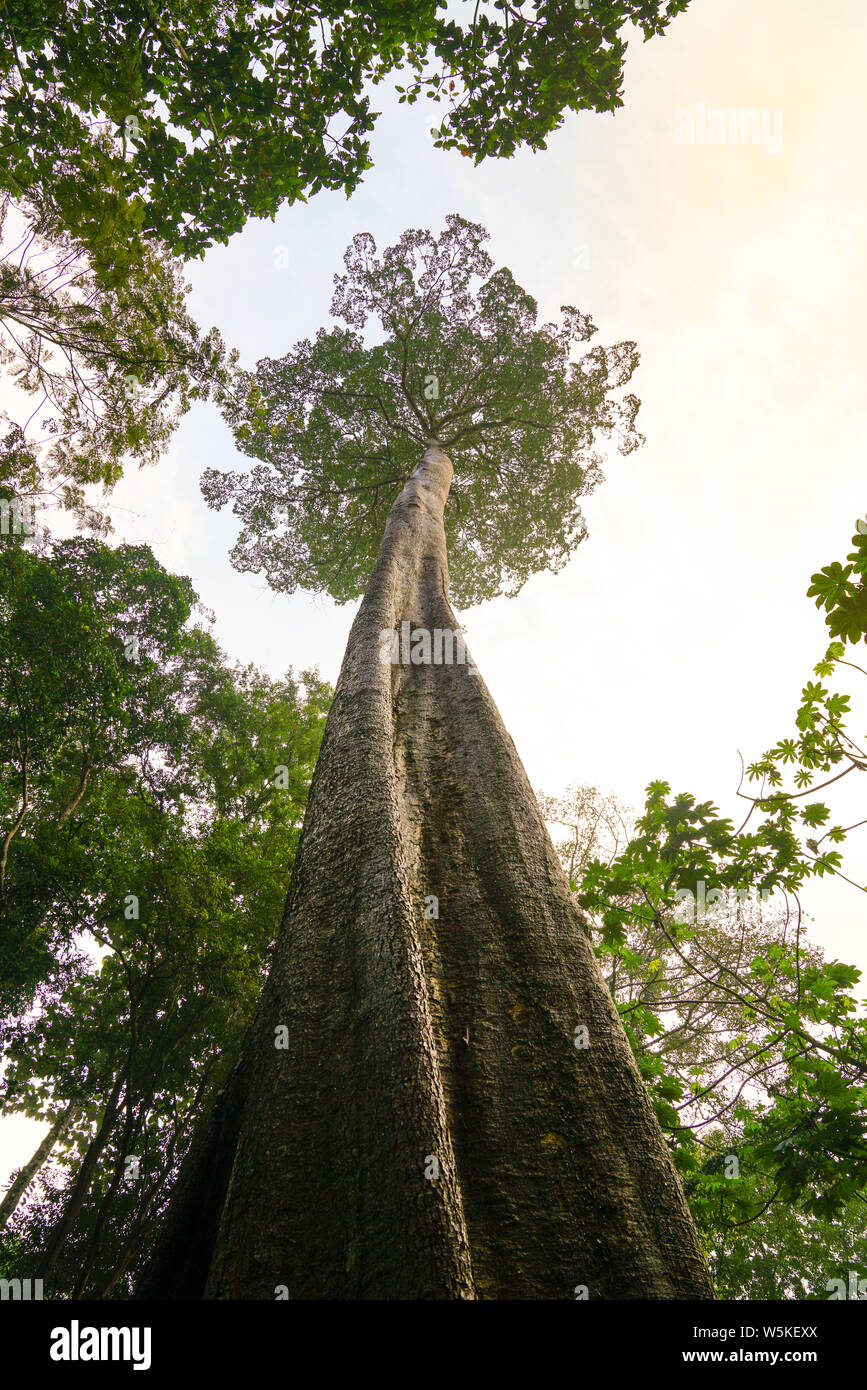 Green planet and success concept, gigantic tree reaching up to the sky ...
