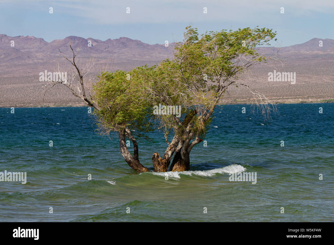 Submerged Tree on edge of Lake Mohave in Lake Mead National Recreation ...