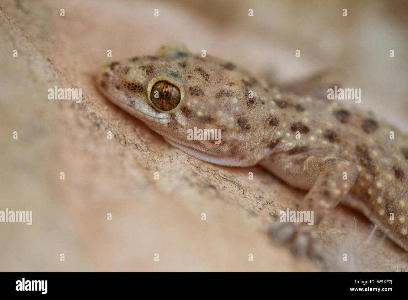 Mediterranean Gecko extreme close up of eye with pinkish background ...