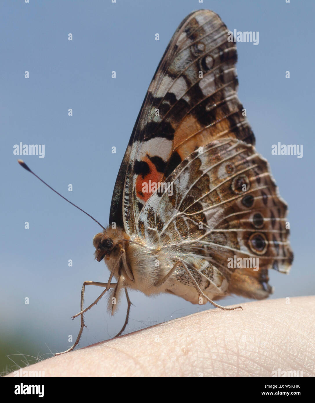 Human butterfly hi-res stock photography and images - Alamy