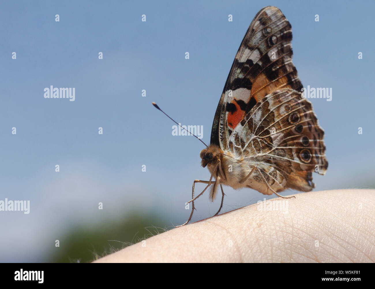 Human butterfly hi-res stock photography and images - Alamy