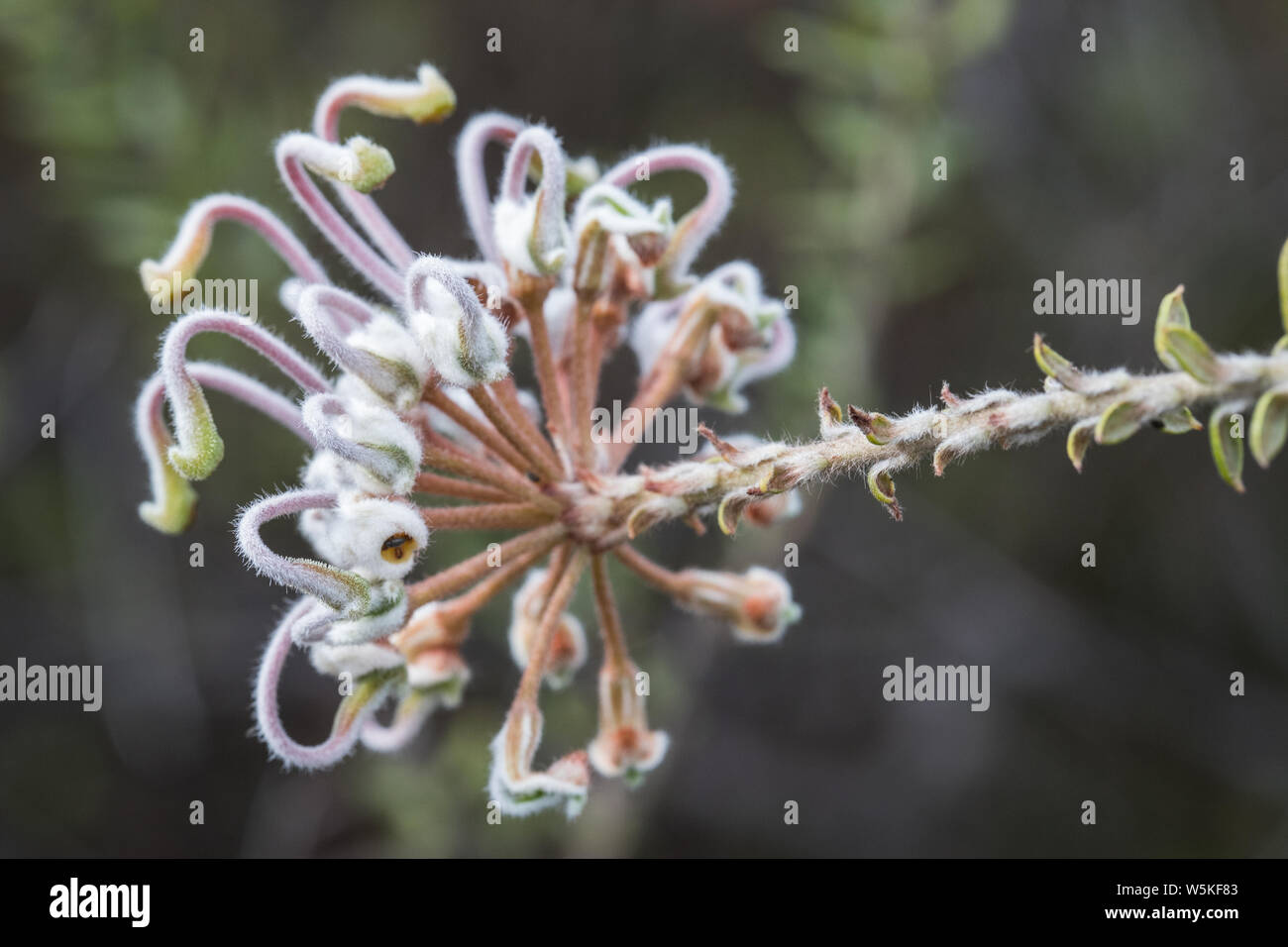 Grey Spider Flower Grevillea buxifolia Australia Stock Photo - Alamy