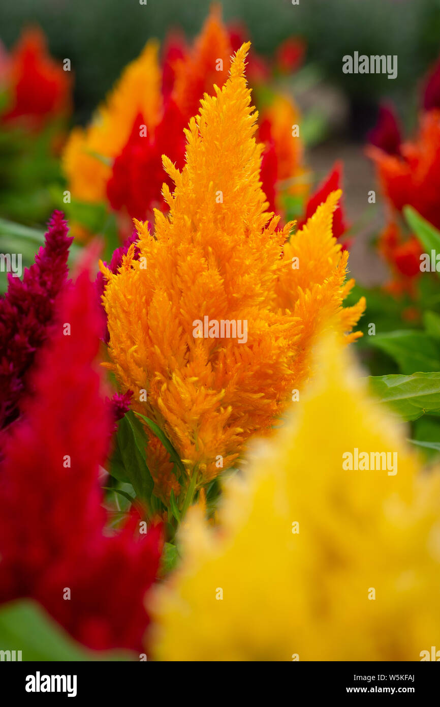 Colorful forest with exotic flowers Stock Photo - Alamy