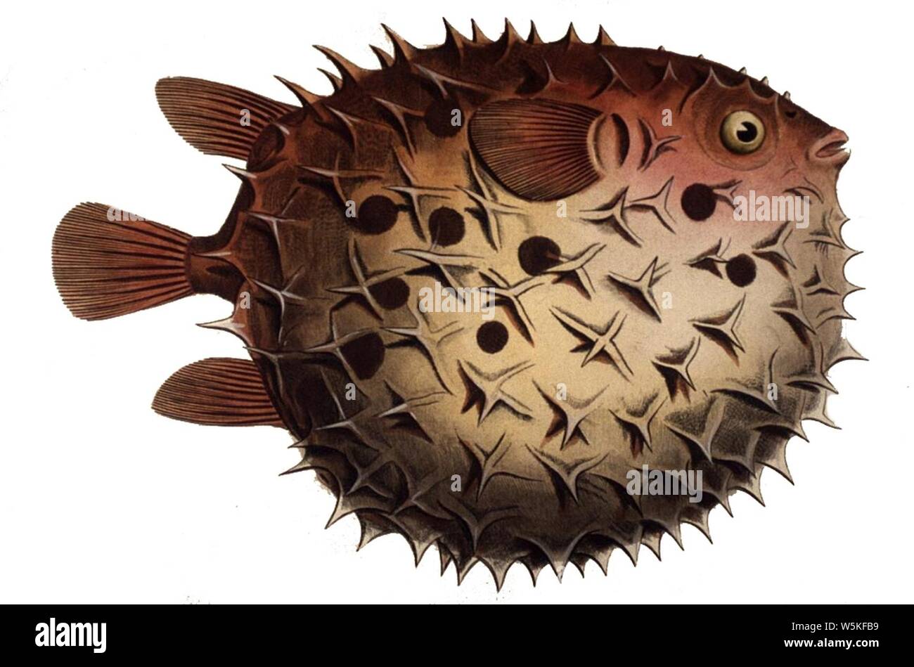 Cyclichthys orbicularis hi-res stock photography and images - Alamy
