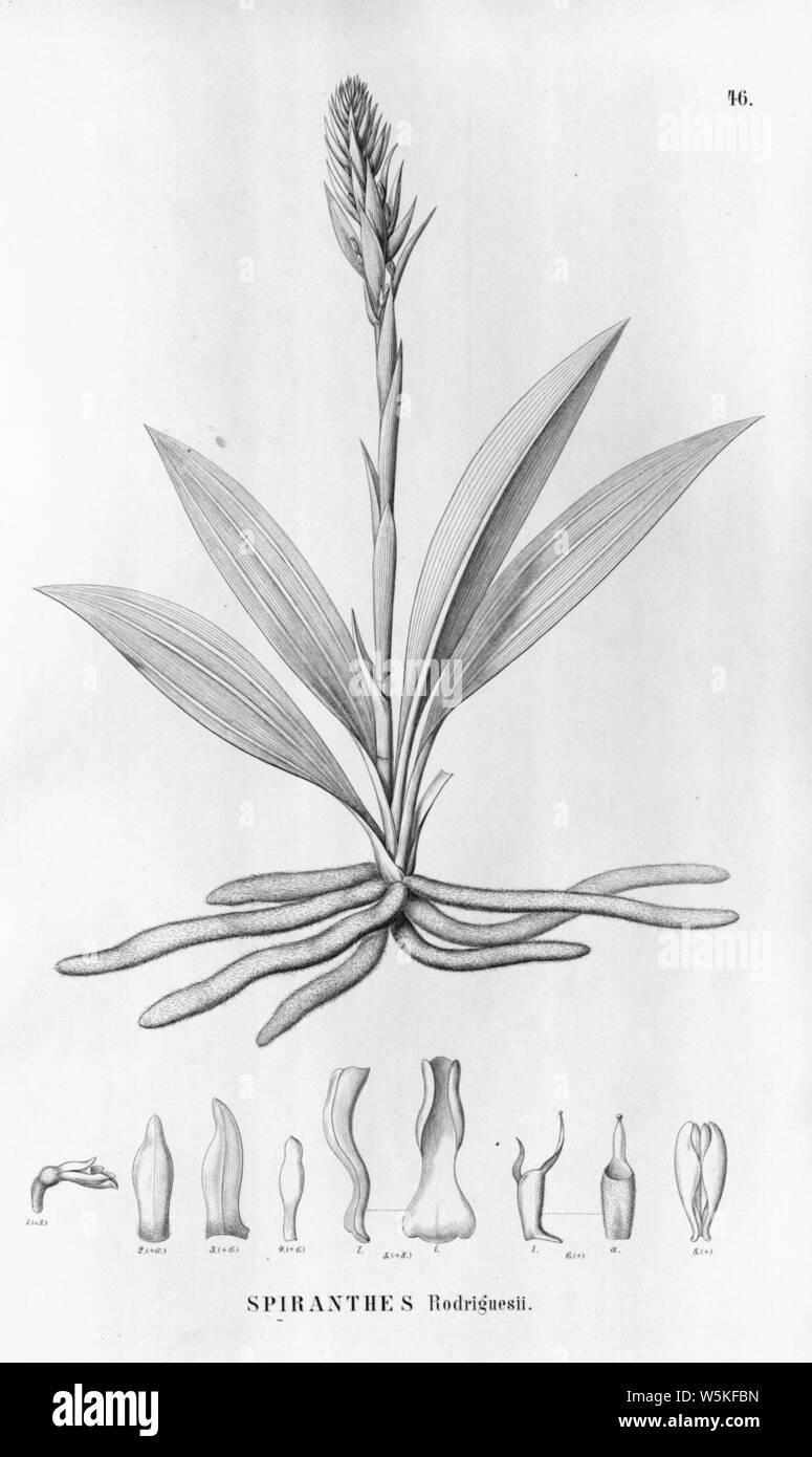 Cyclopogon hi-res stock photography and images - Alamy