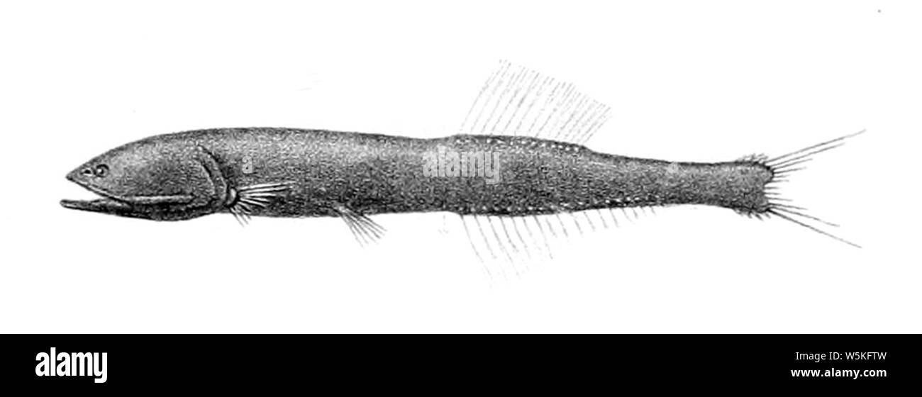 Cyclothone hi-res stock photography and images - Alamy