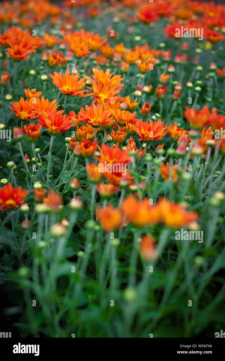 Oragen hi-res stock photography and images - Alamy