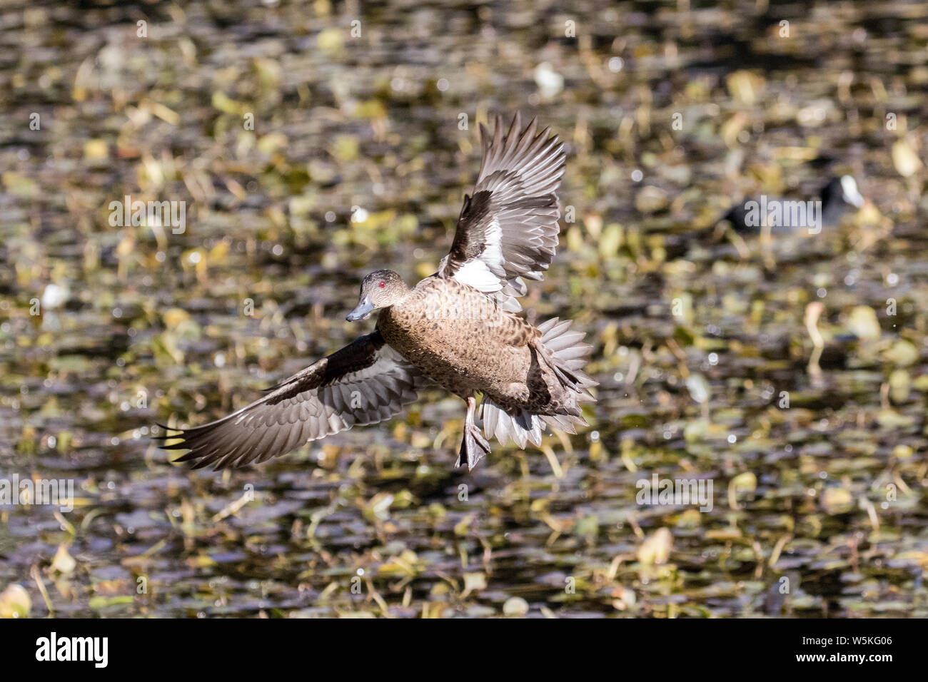 Female chestnut teal hi-res stock photography and images - Alamy