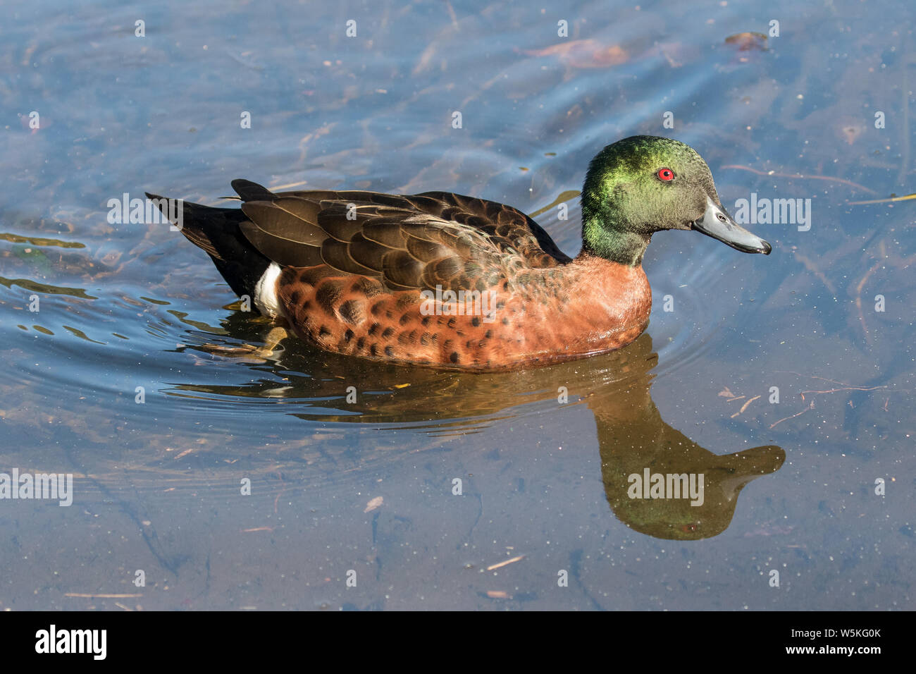 Chestnut teal duck hi-res stock photography and images - Alamy