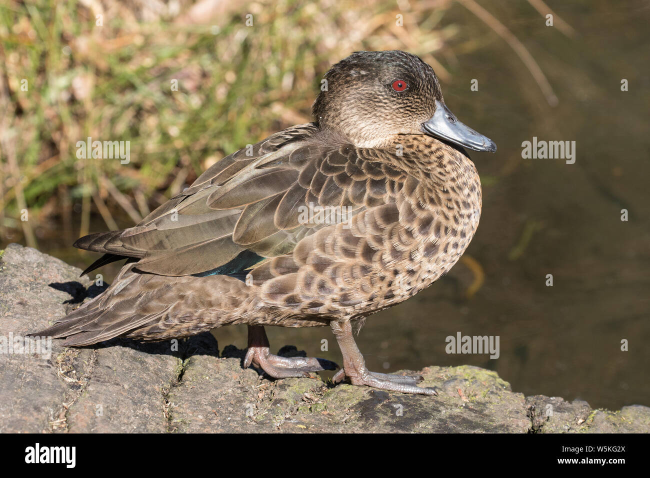 Female chestnut teal hi-res stock photography and images - Alamy